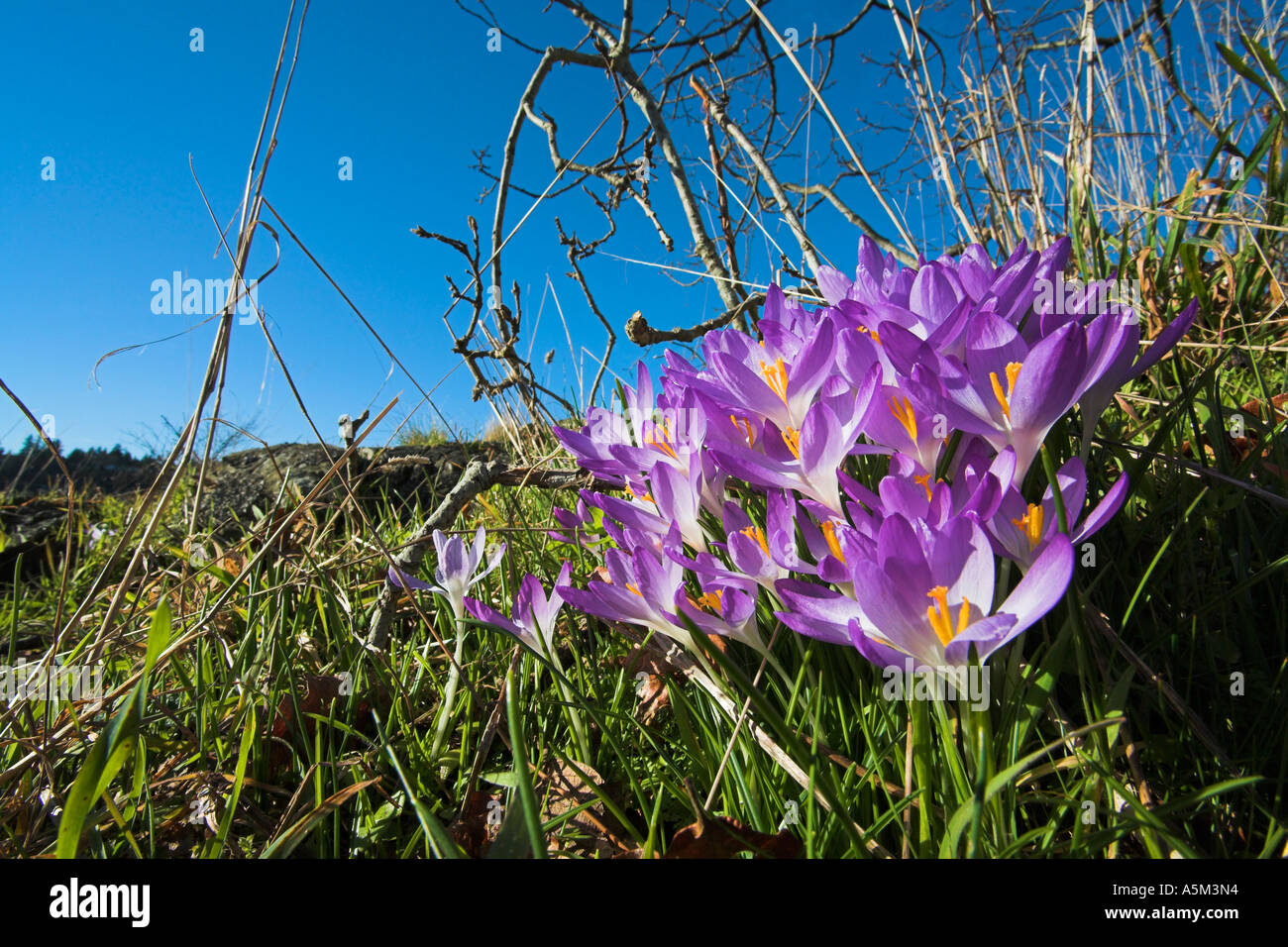 Purple crocuses signal beginning of spring Nanaimo Vancouver Island ...