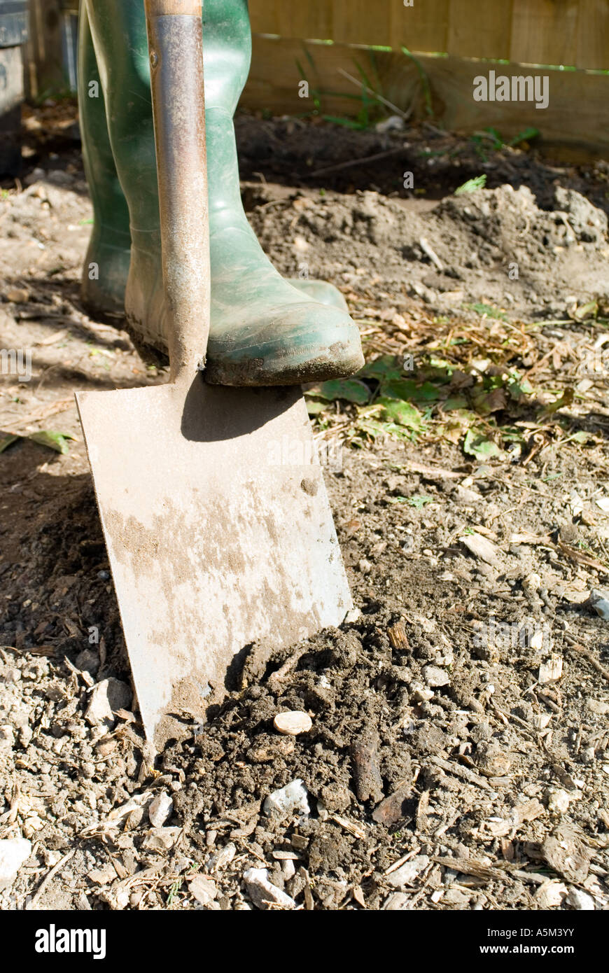 Digging a spade into the soil of a garden Stock Photo - Alamy