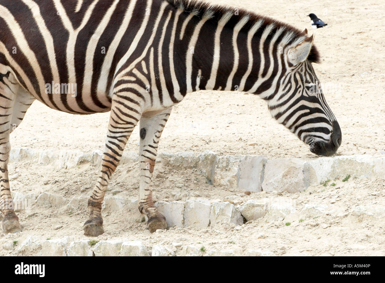 Zebra (Equus quagga) a part of the horse family, Equidae, native to ...
