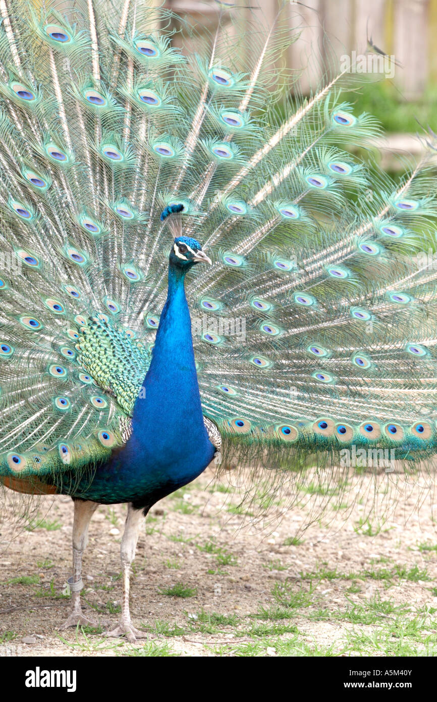 Indian Peafowl (Pavo cristatus) also known as the Common Peafowl or the ...