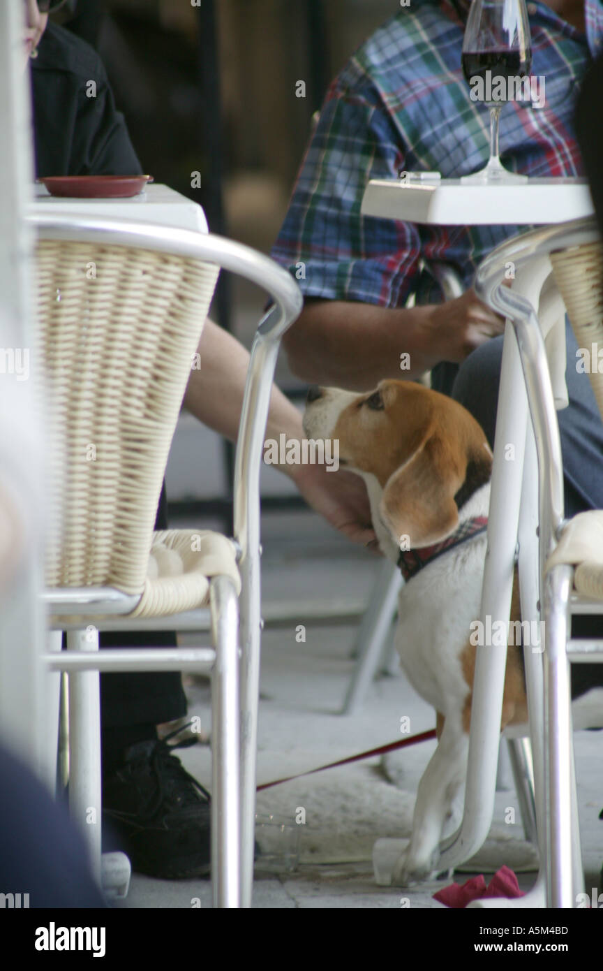Paris cafe dog hi-res stock photography and images - Alamy