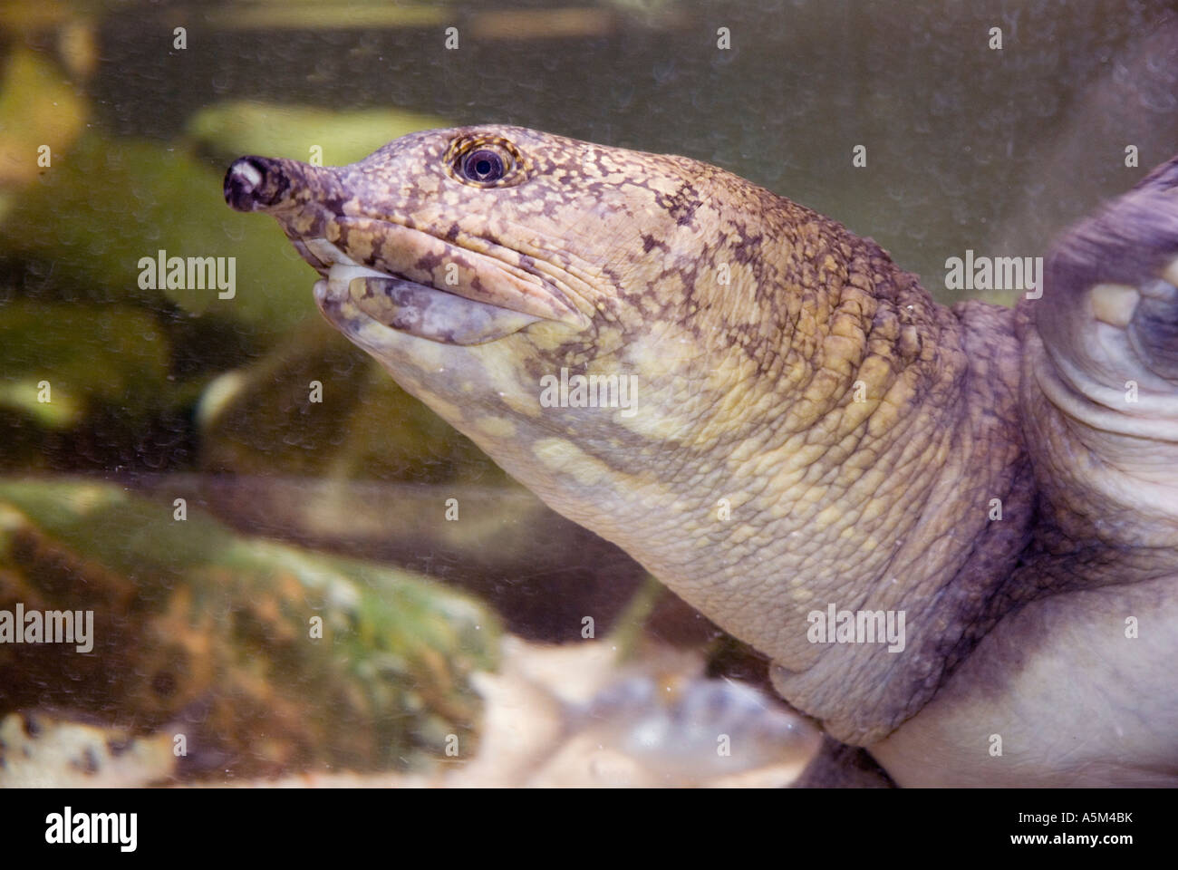 Shelled creatures hi-res stock photography and images - Alamy