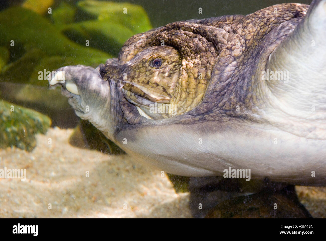 Shelled creatures hi-res stock photography and images - Alamy