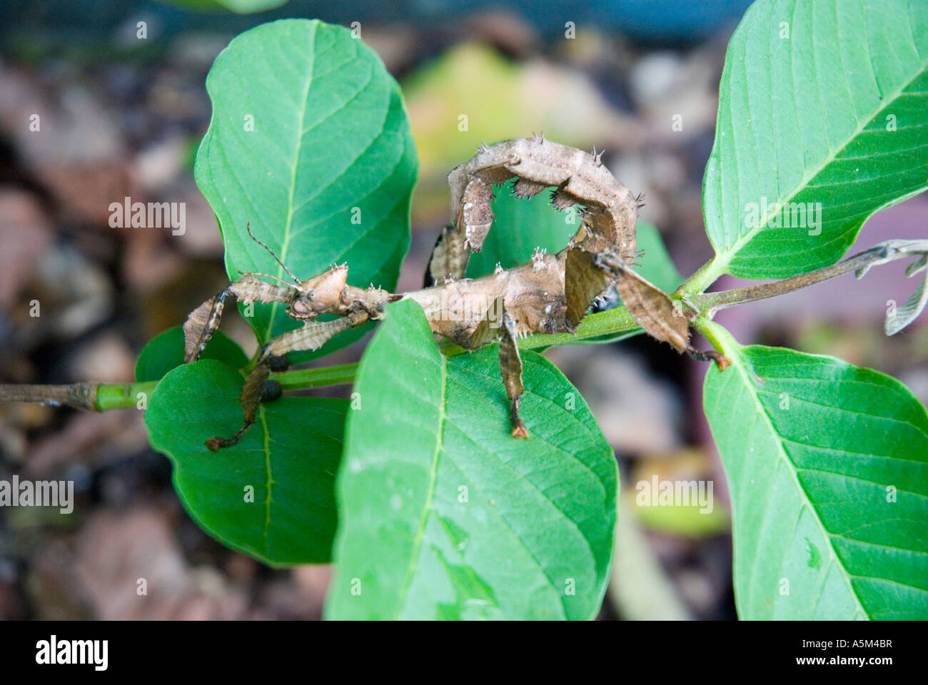 Leaf insect Macleay's Spectre also known as the Australian Walking ...