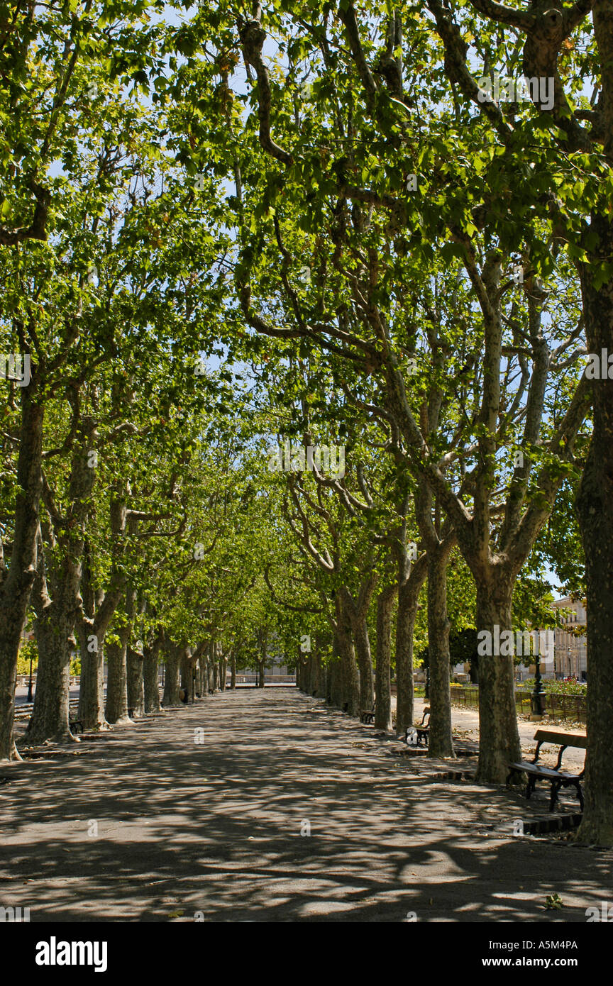 Trees lined up in a row in a downtown park in Montpellier France cast ...