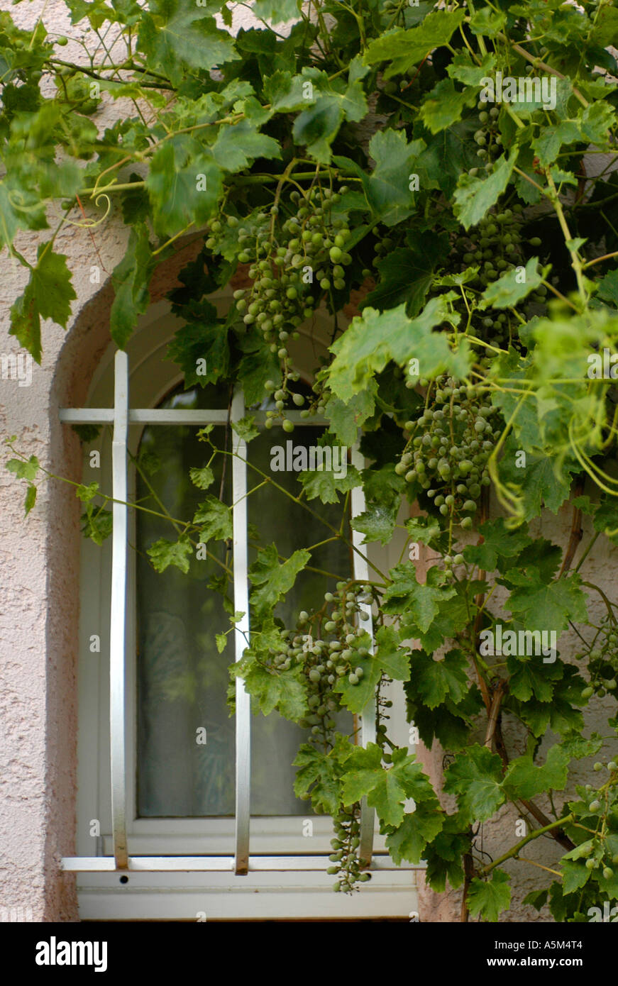 A beautiful grape vine covers a window on the side of a Mediterranean ...