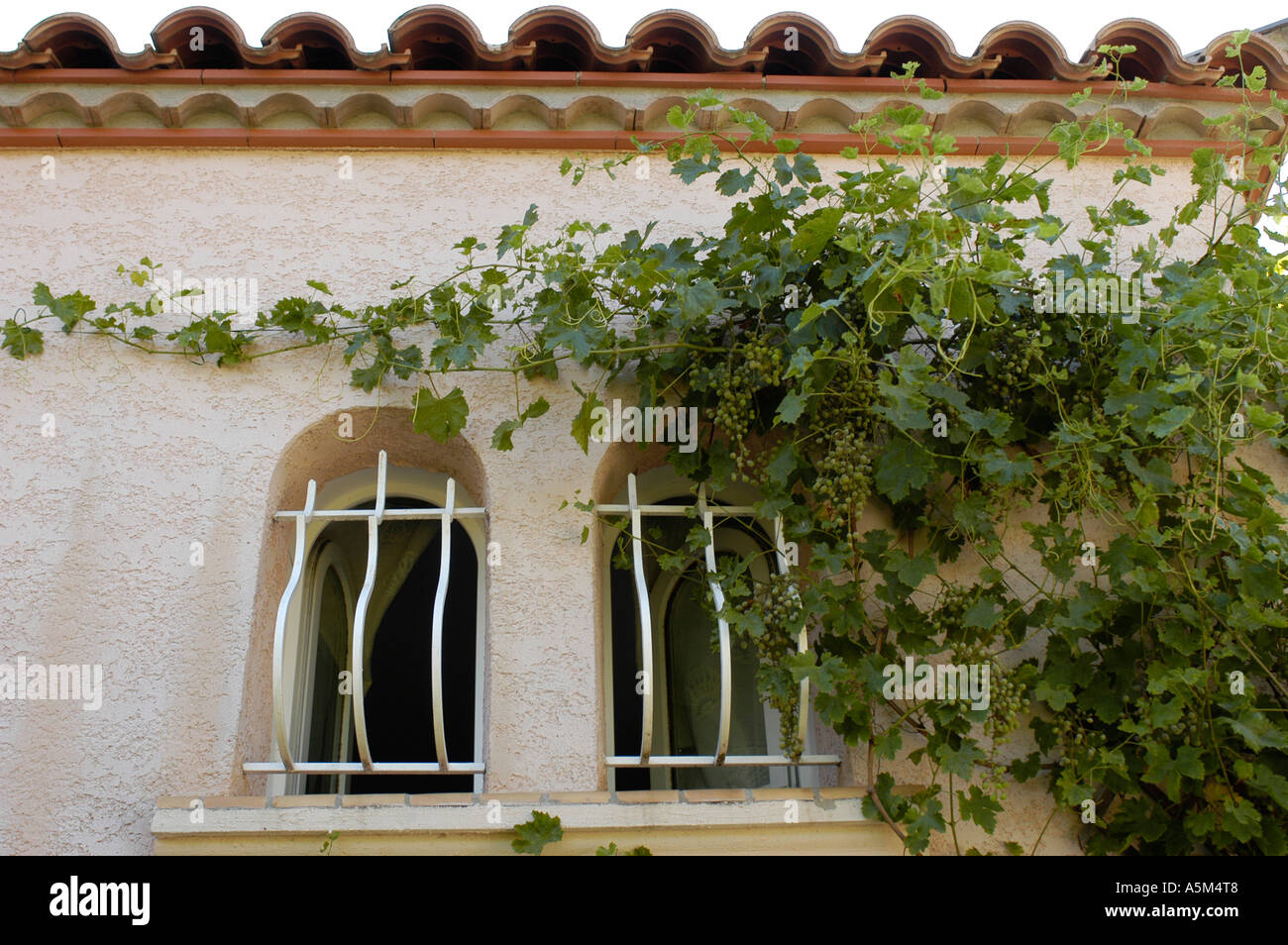 A beautiful grape vine covers a window on the side of a Mediterranean ...
