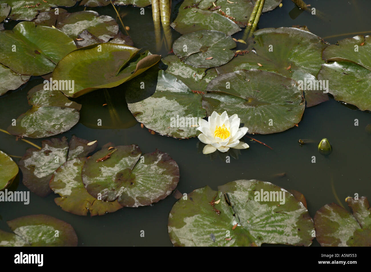 Paris garden 9 Stock Photo - Alamy