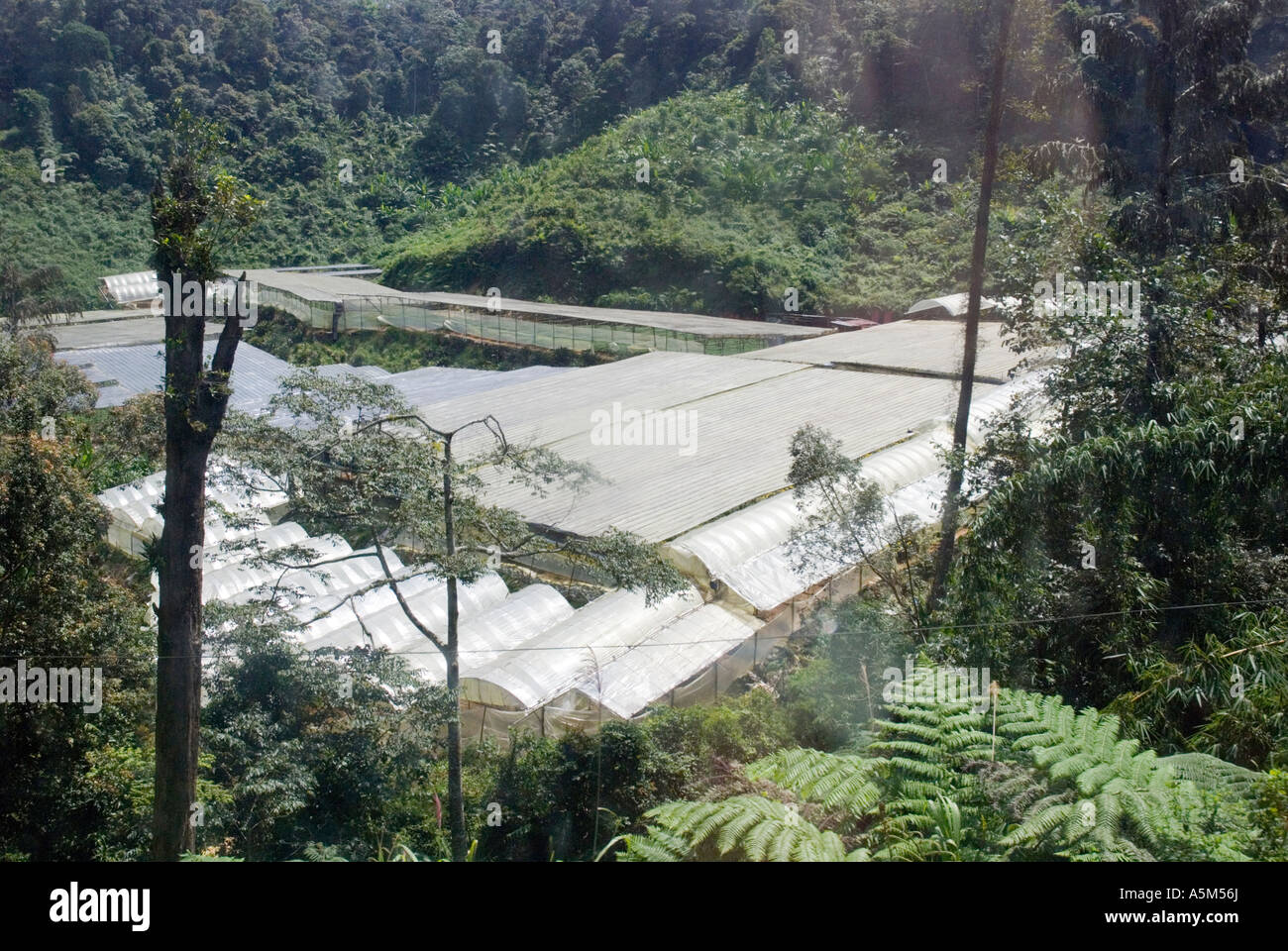 Vegetable and strawberry growing in greenhouses in the cool climate of ...