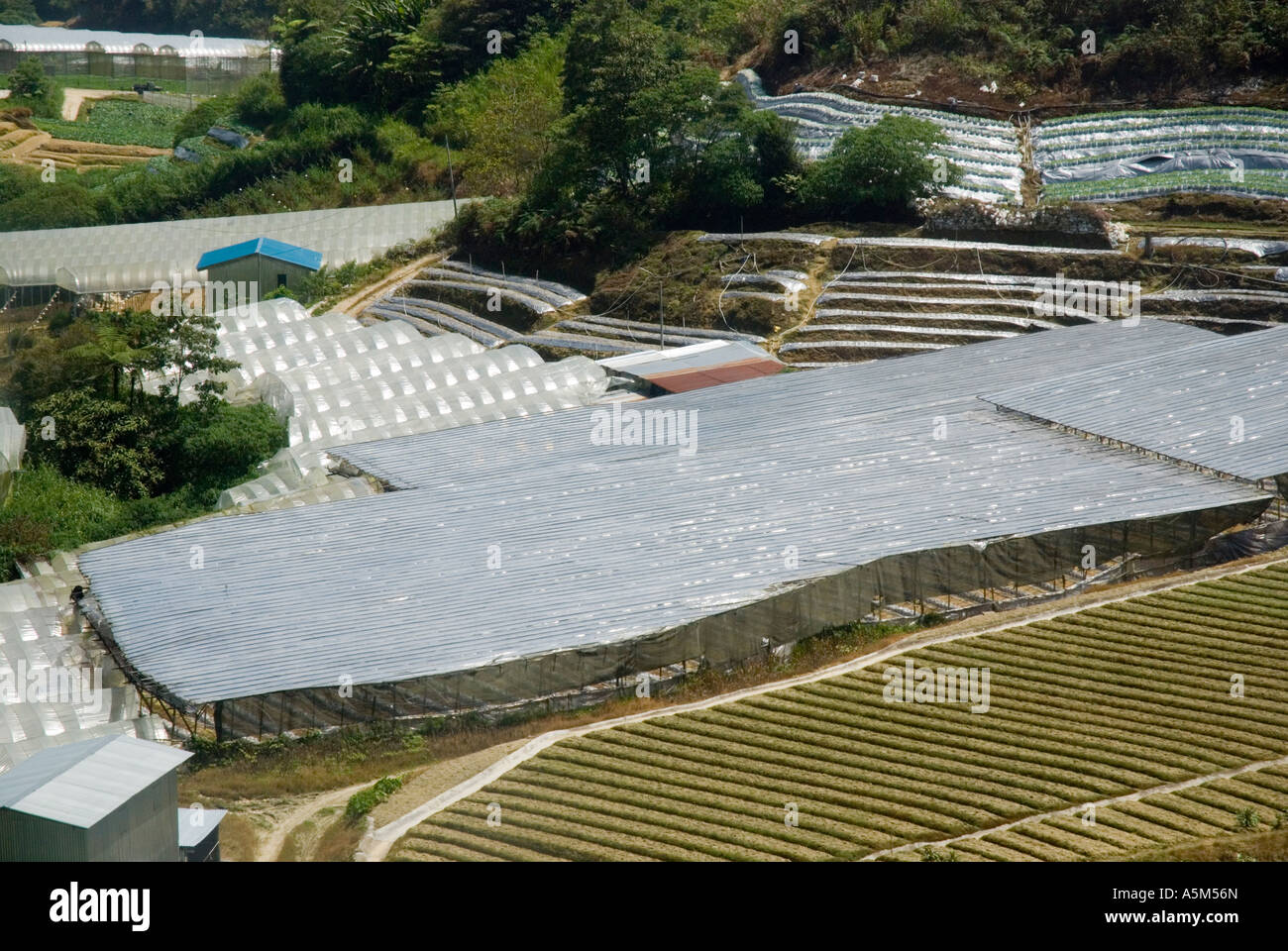 Vegetable and strawberry growing in greenhouses in the cool climate of ...