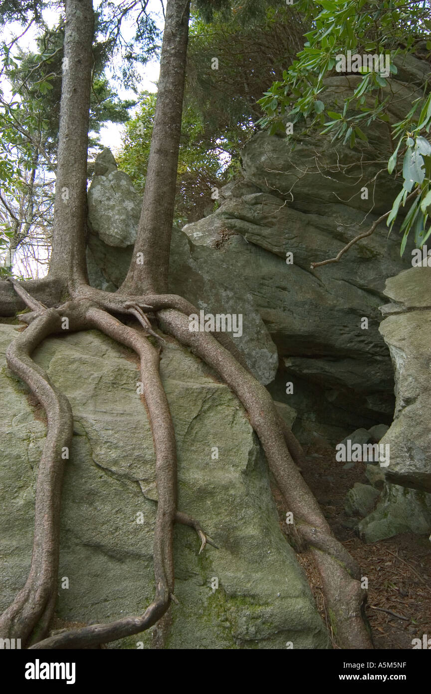 A tree is growing on top of a huge boulder and the roots are growing ...