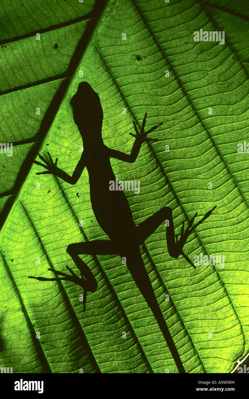 Rainforest anole lizard in Amazon rainforest Explorama Lodge Stock ...