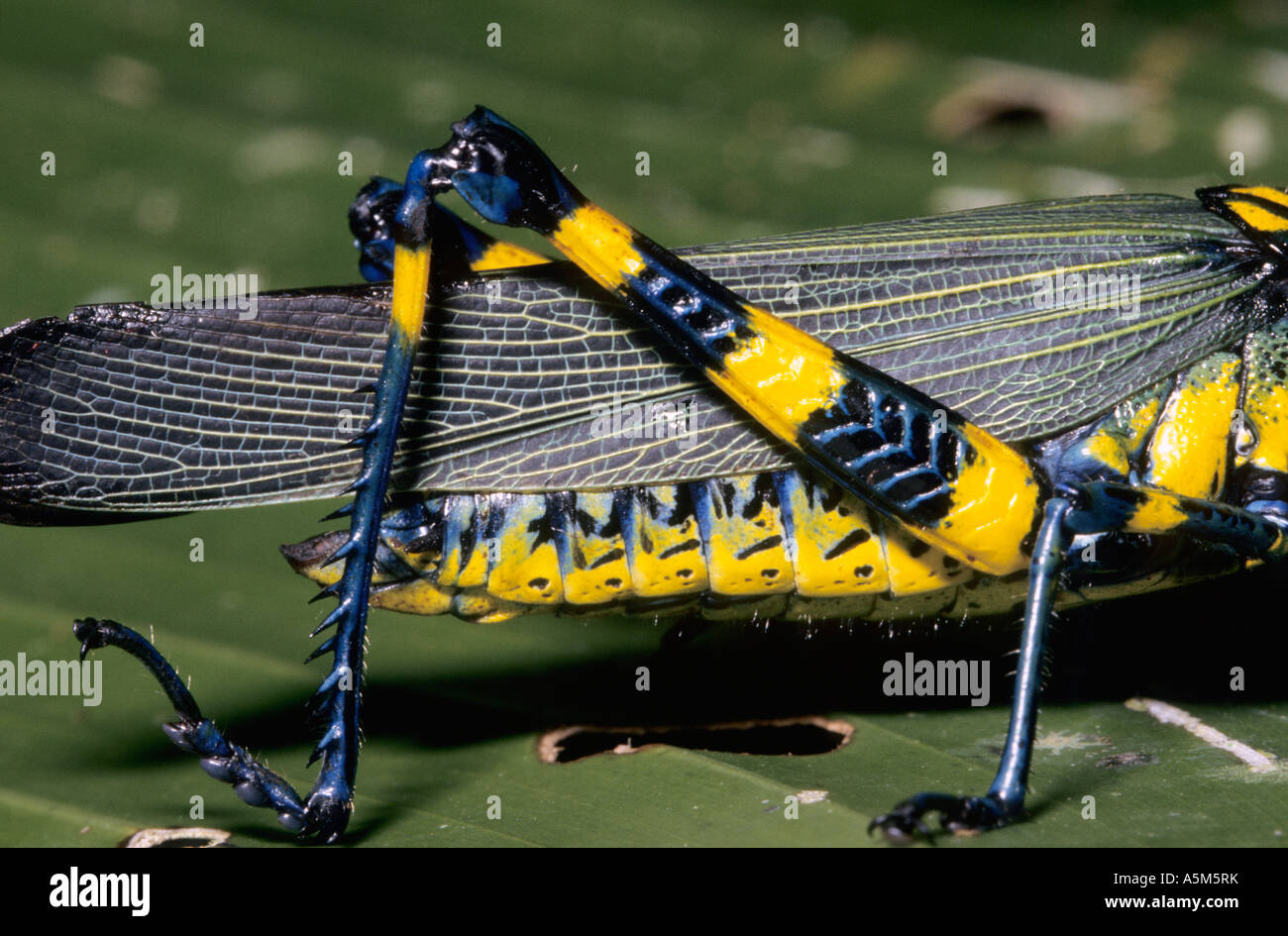 Grasshopper showing bright warning colors Stock Photo - Alamy