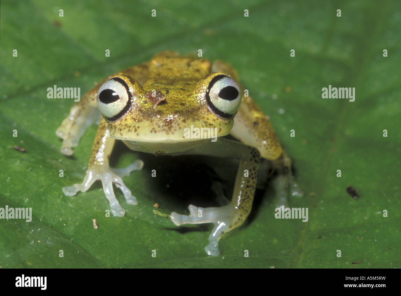 Tree frog Hyla sp. in Amazon rainforest 60 miles South of Iquitos Peru ...
