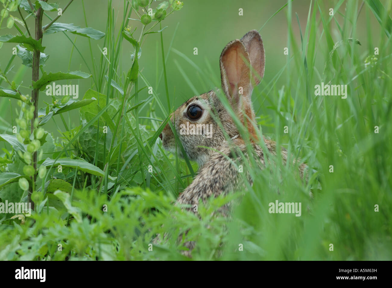 Rabbit unique hi-res stock photography and images - Alamy