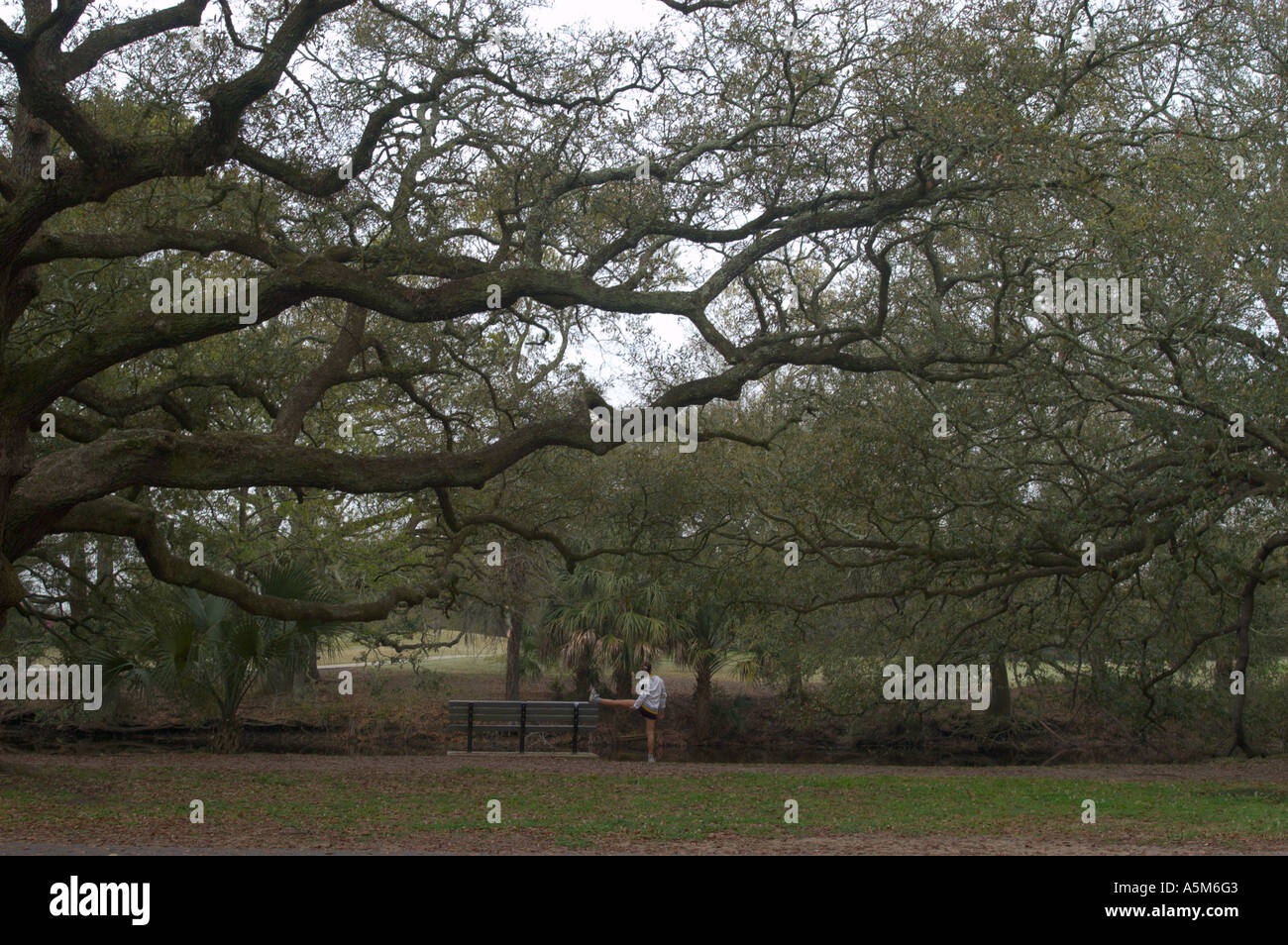 Ancient live oak trees sprawl over Audubon Park in Uptown New Orleans ...