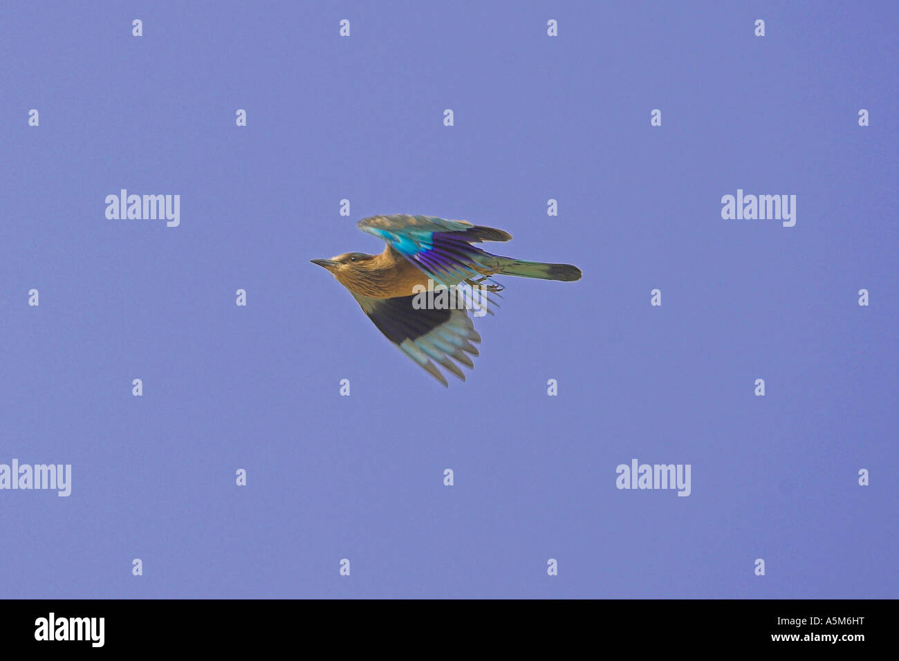 Indian roller flying hi-res stock photography and images - Alamy