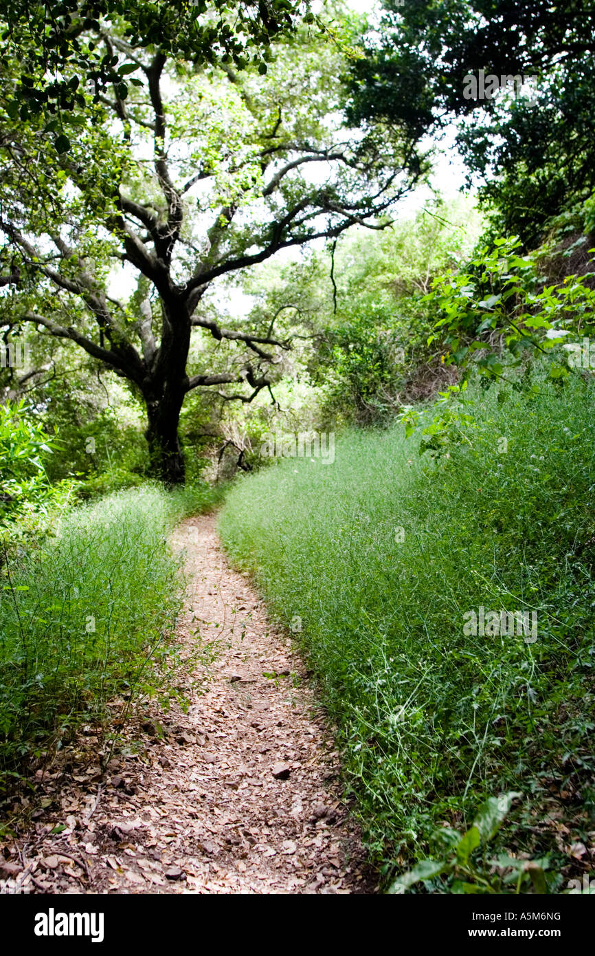 A path in the woods outside Santa Barbara, California Stock Photo - Alamy