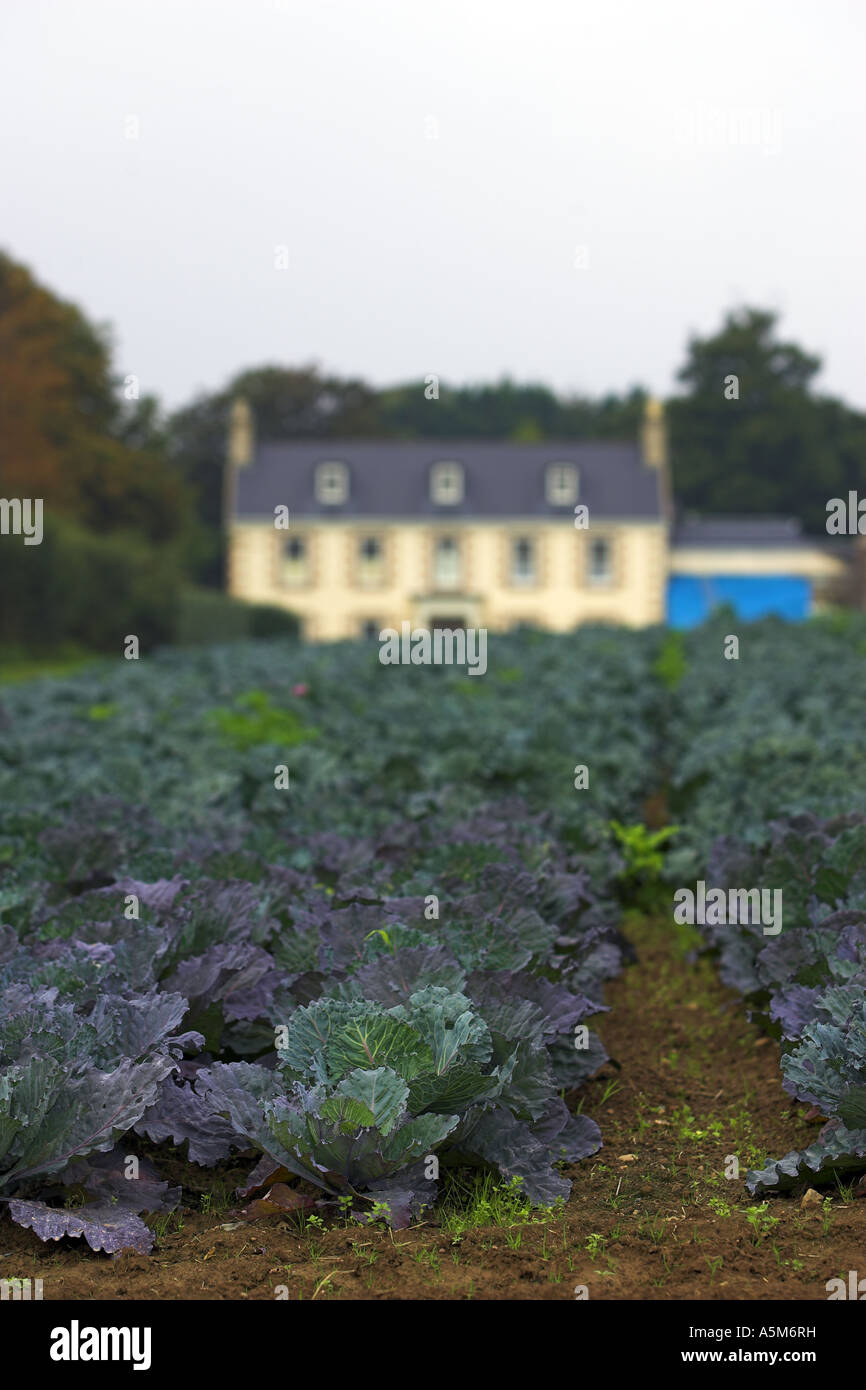 Farm house growing cabbage Stock Photo - Alamy