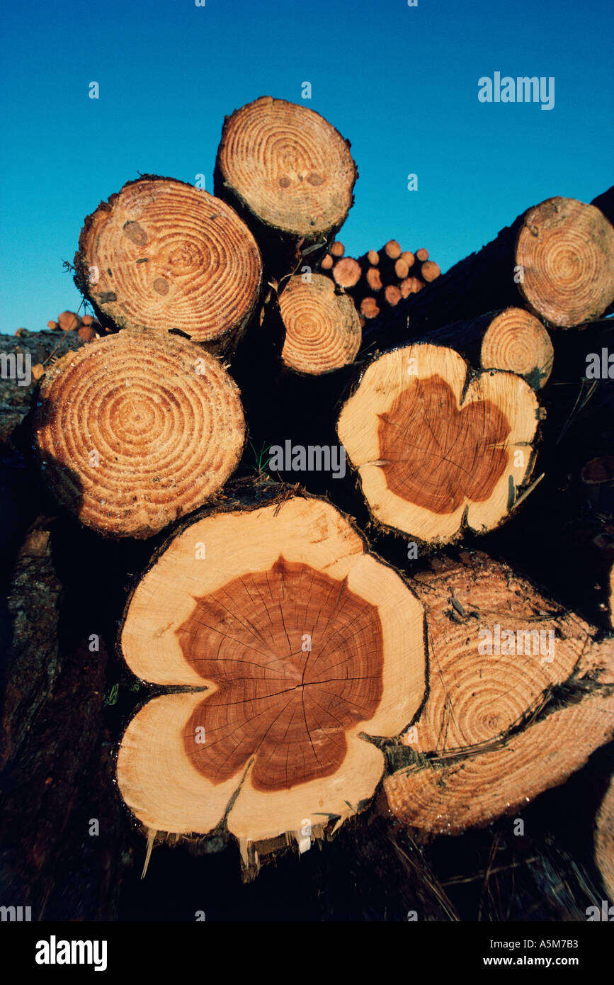 Pile of freshly cut logs at timber yard Stock Photo - Alamy
