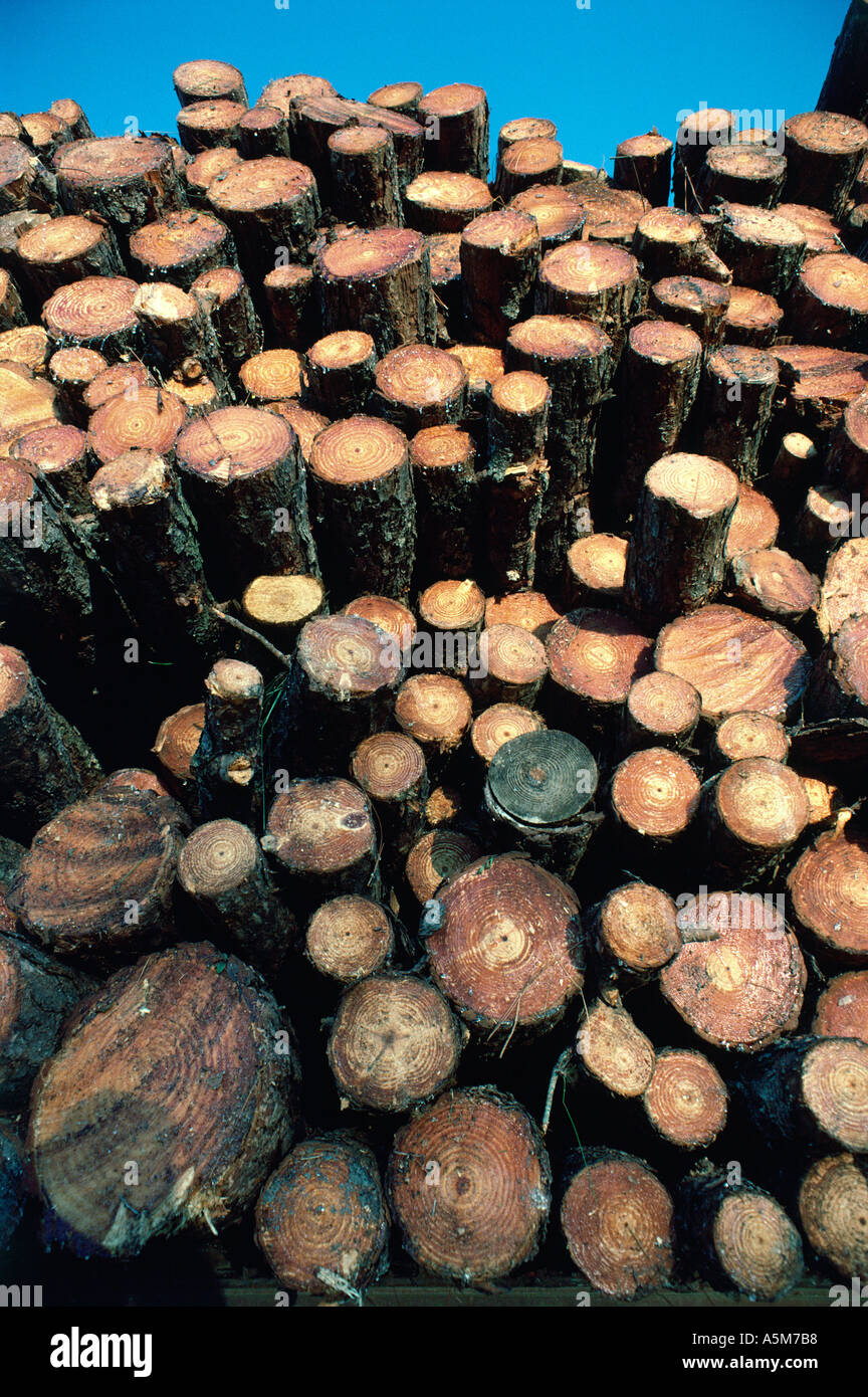 Pile of freshly cut logs at timber yard Stock Photo - Alamy