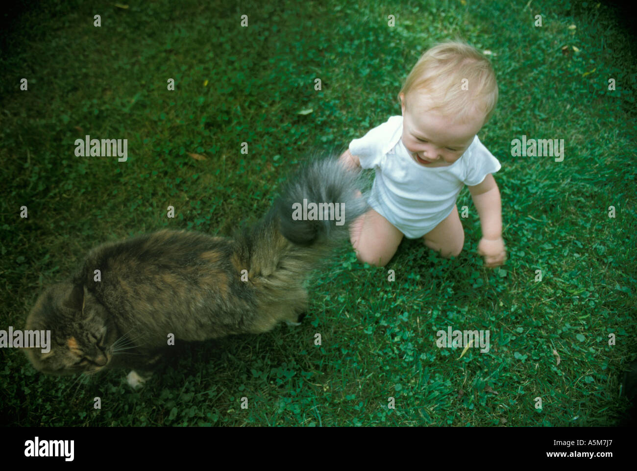 A young baby girl is sitting in the green grass as she pulls a cat s ...