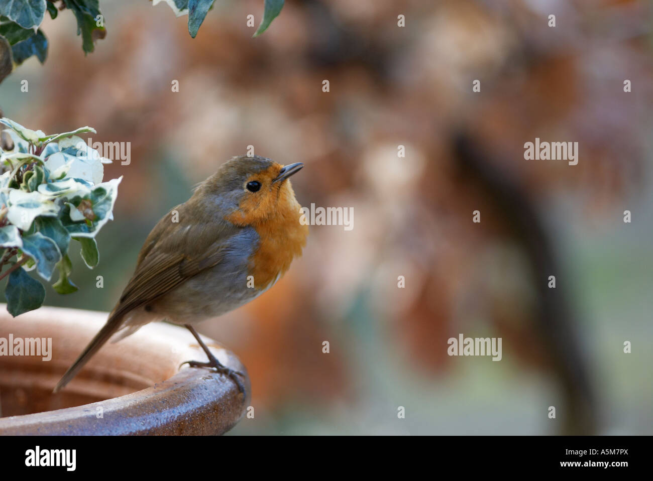 Singing British Robin on a terracotta pot Stock Photo - Alamy