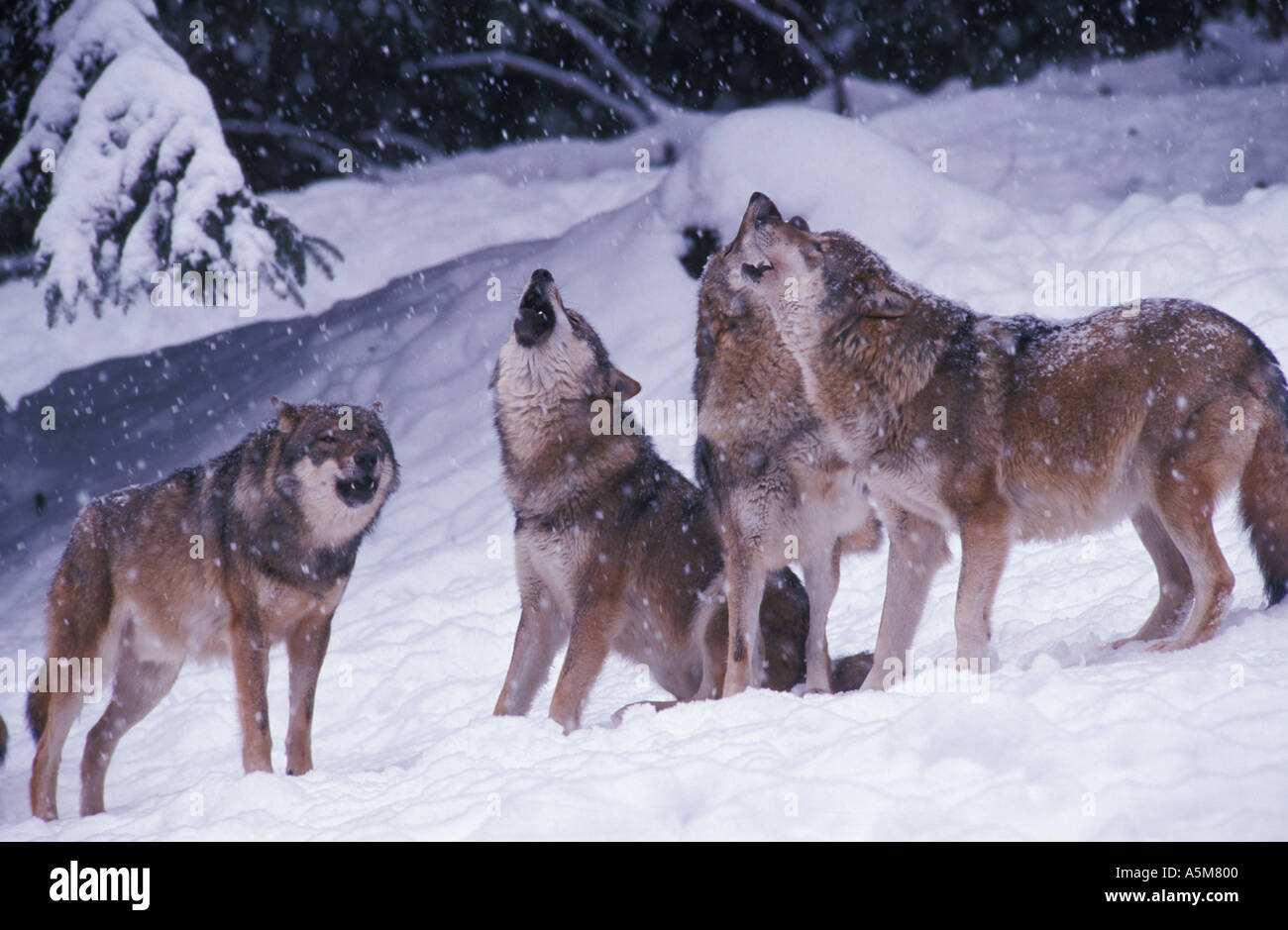 Wolf howling at dusk hi-res stock photography and images - Alamy