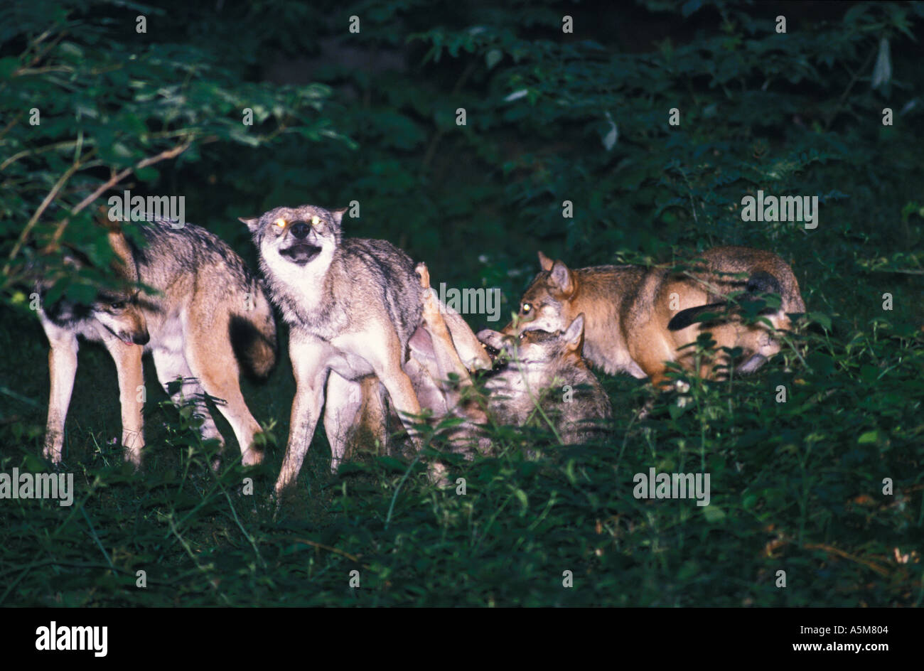 Wolf pack hierarchy hi-res stock photography and images - Alamy