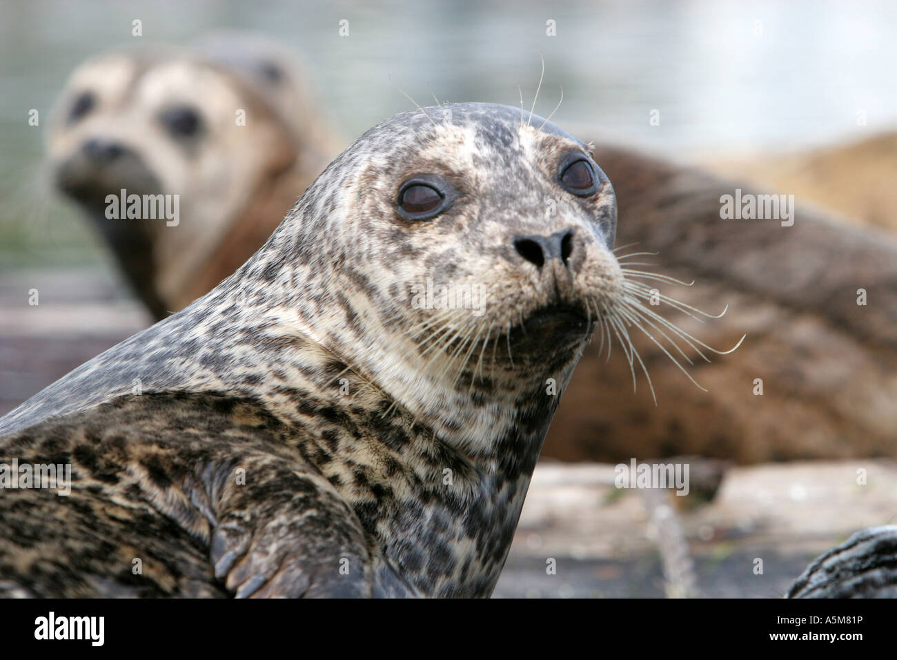 Harbor seal washington hi-res stock photography and images - Alamy