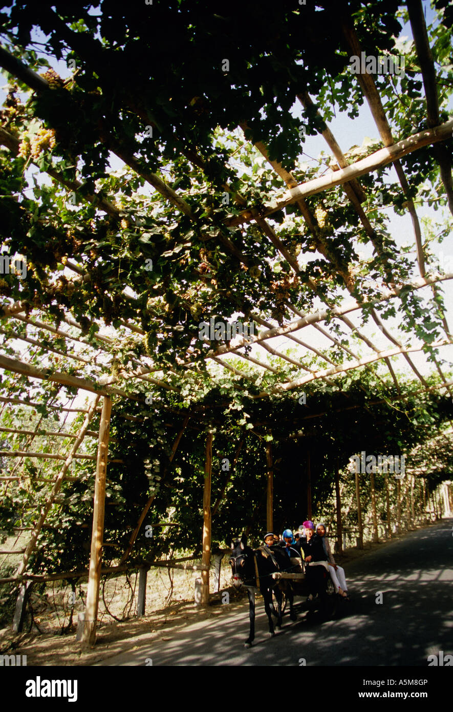 Uighur family on donkey cart in the Grape Corridor trellis covered ...