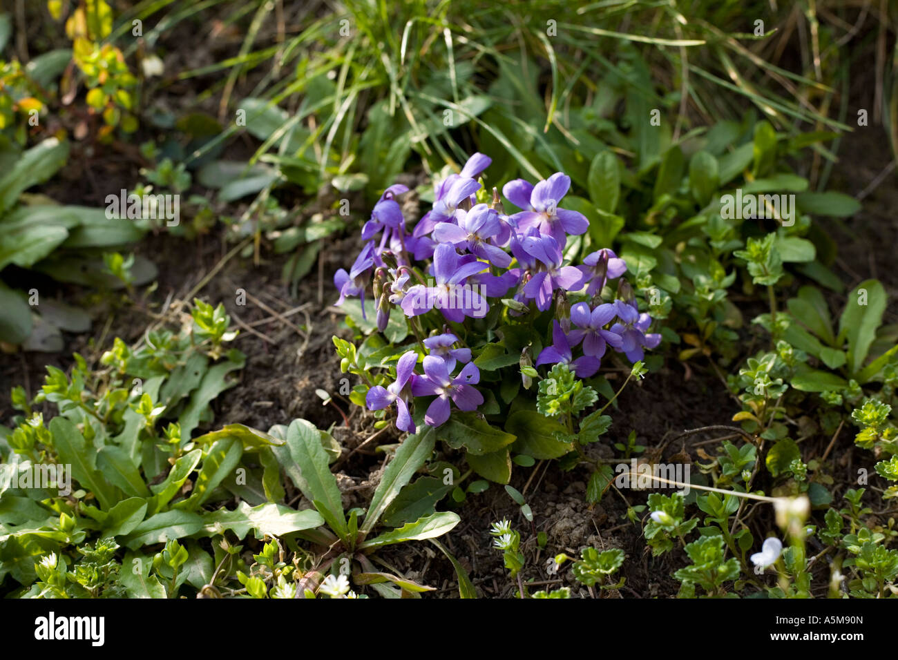 Violets growing naturally in the garden Stock Photo - Alamy