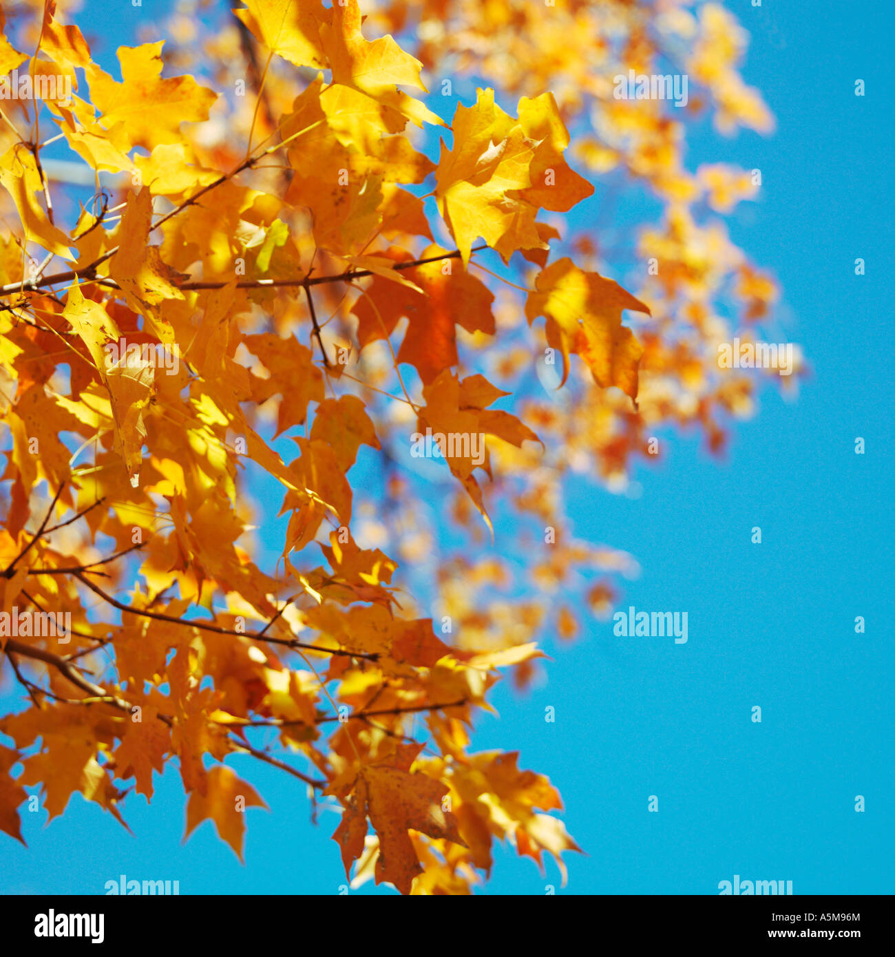 Maple tree leaves in Fall Stock Photo - Alamy