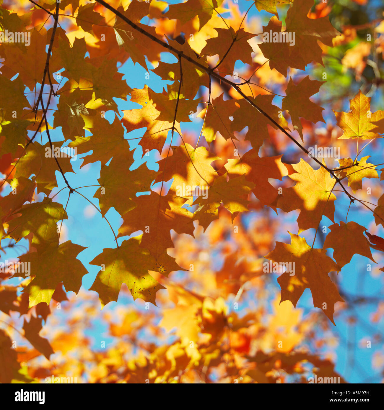 Maple tree leaves in Fall Stock Photo - Alamy