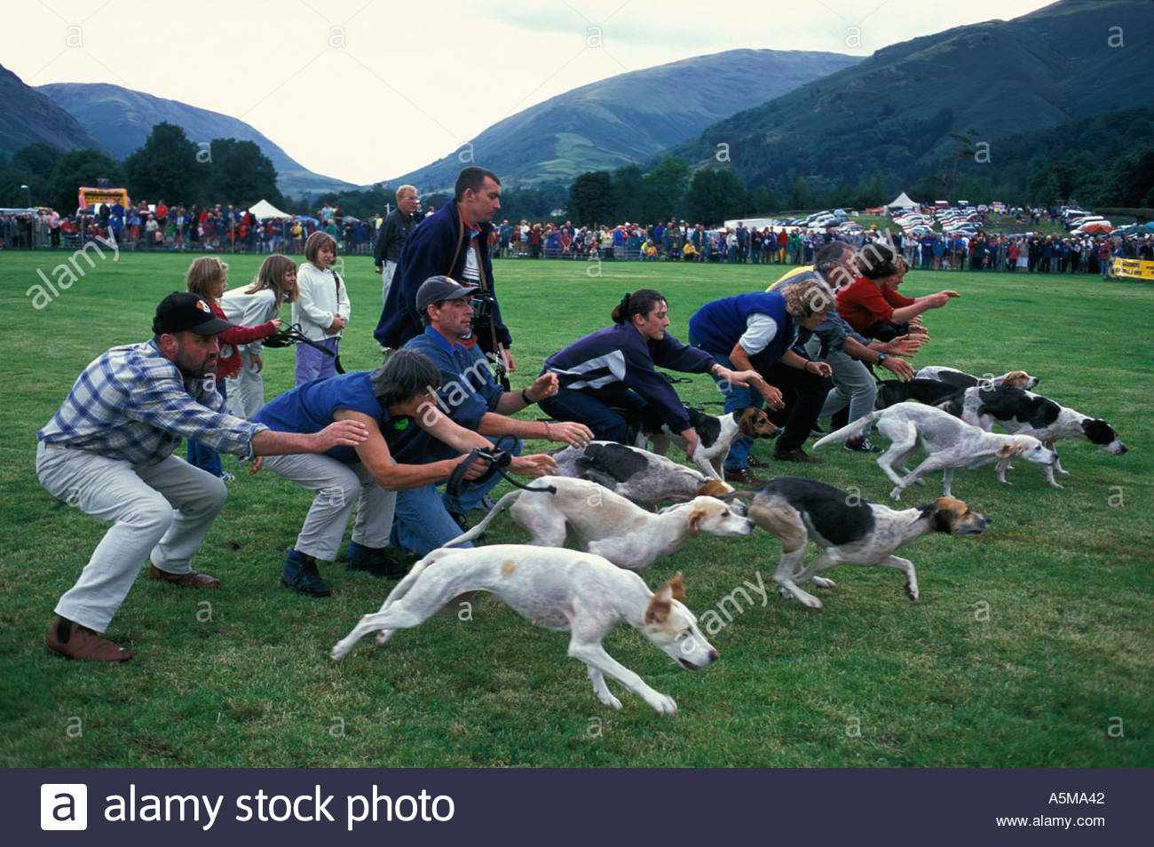 Hound Trailing Stock Photos & Hound Trailing Stock Images - Alamy
