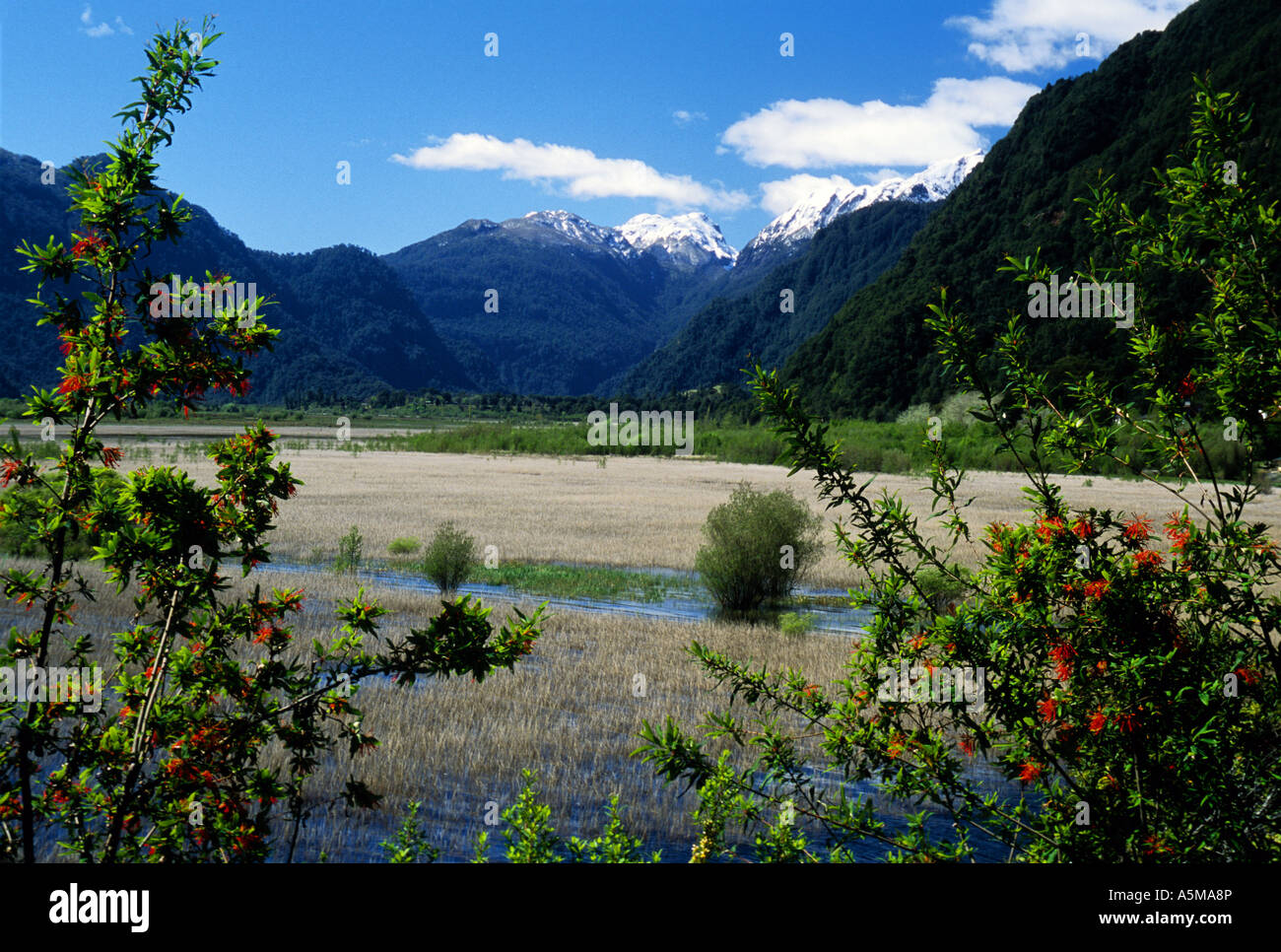 Meadow at end of Lago Todos los Santos beneath peaks of Andes near ...