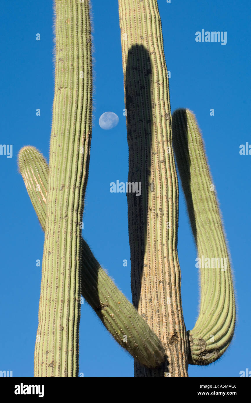 Sharp moon hi-res stock photography and images - Alamy