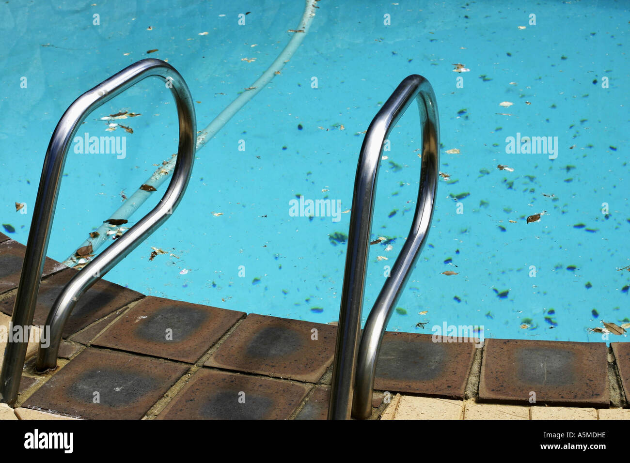 Leaves floating on the surface of a swimming pool Stock Photo - Alamy