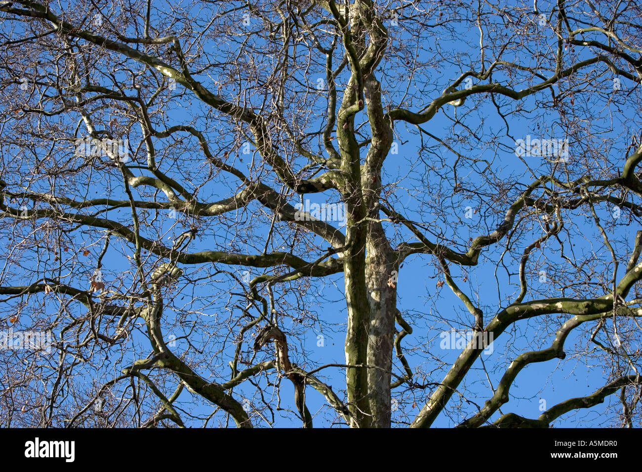 Regents park winter hi-res stock photography and images - Alamy