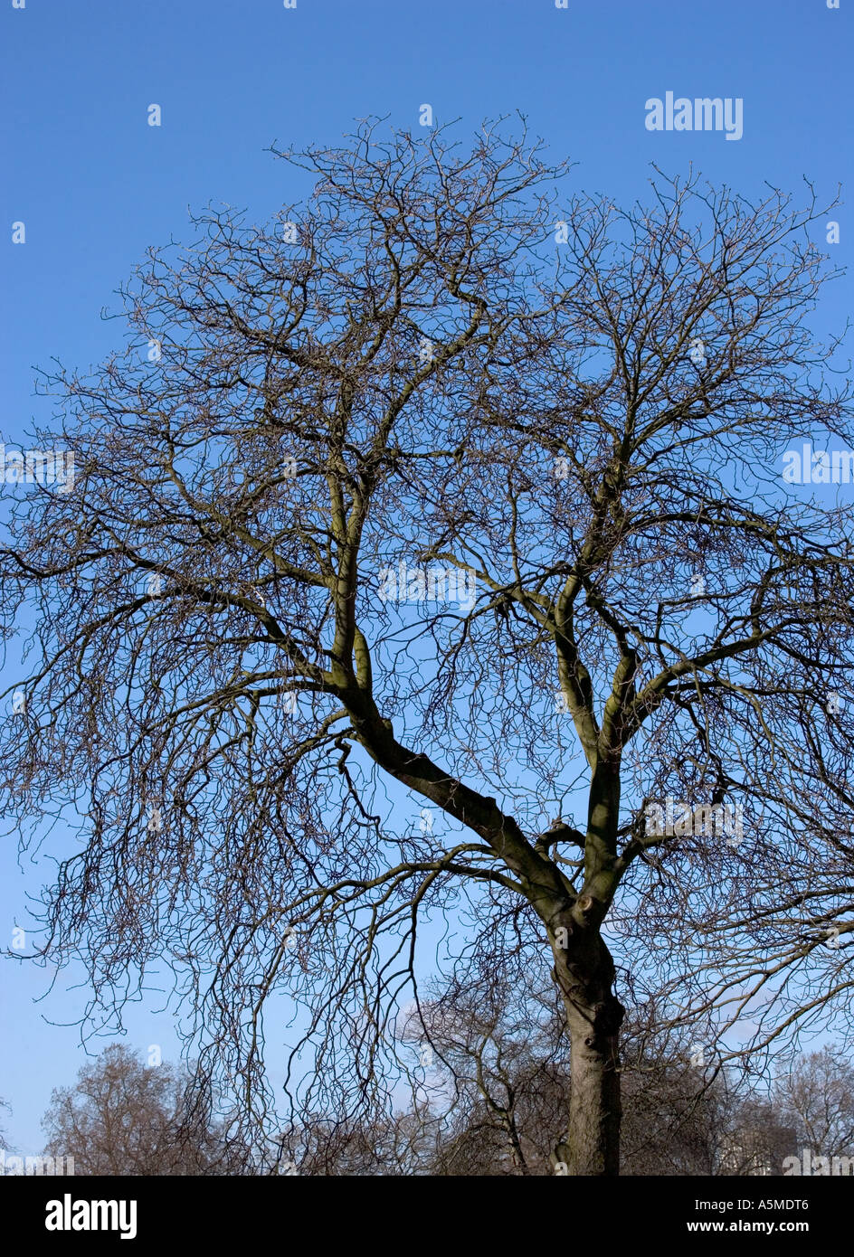 Regents Park Tree in Winter London England Stock Photo - Alamy