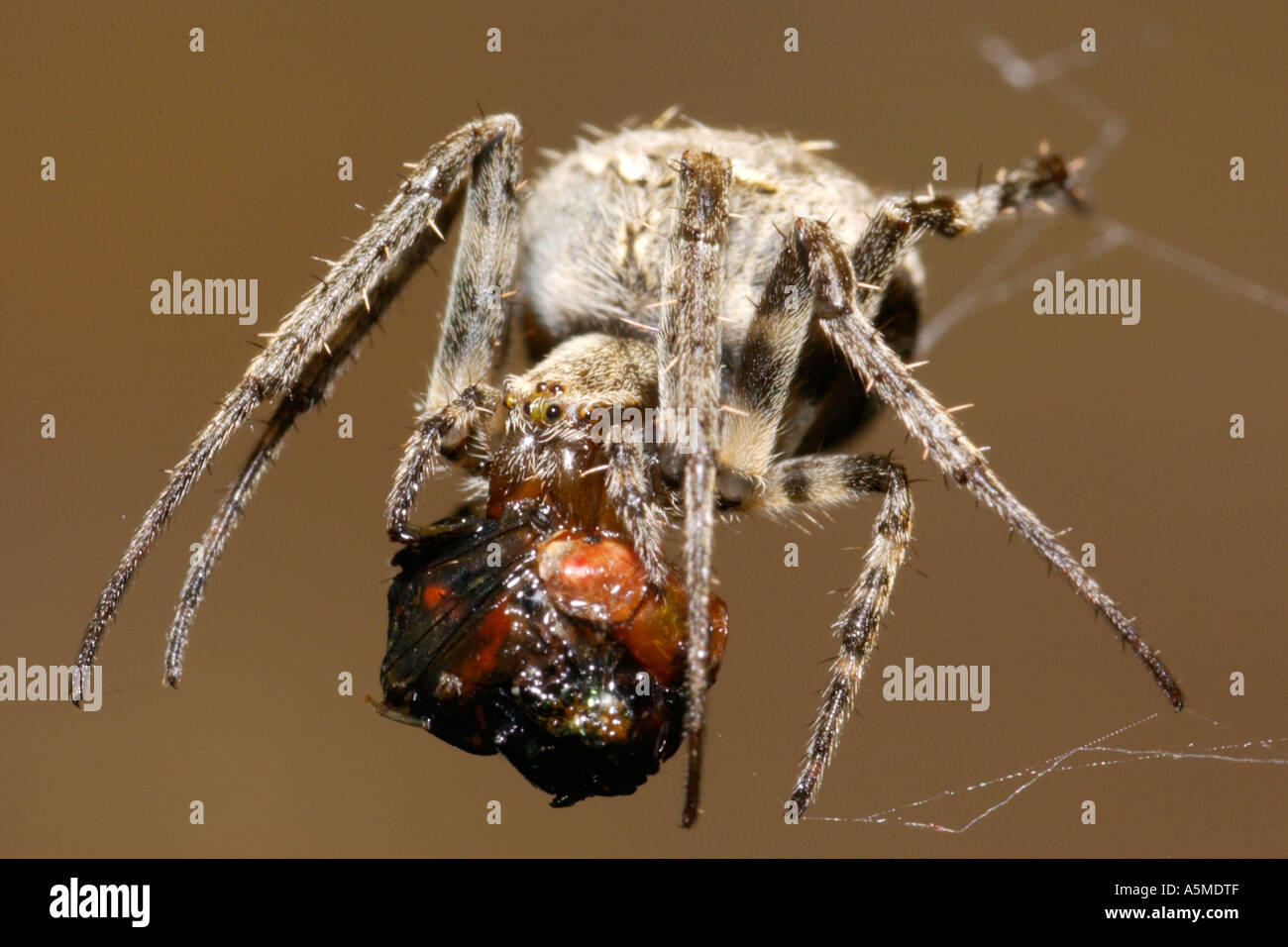 Spider eats a fly Stock Photo - Alamy