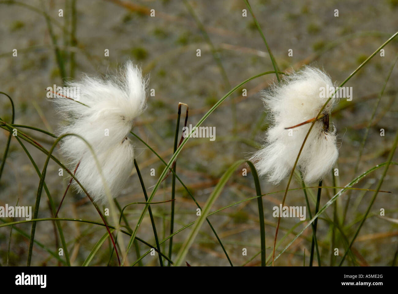 Bog cotton (Eriophorum augustifolium). Corrour Estate, Lochaber ...