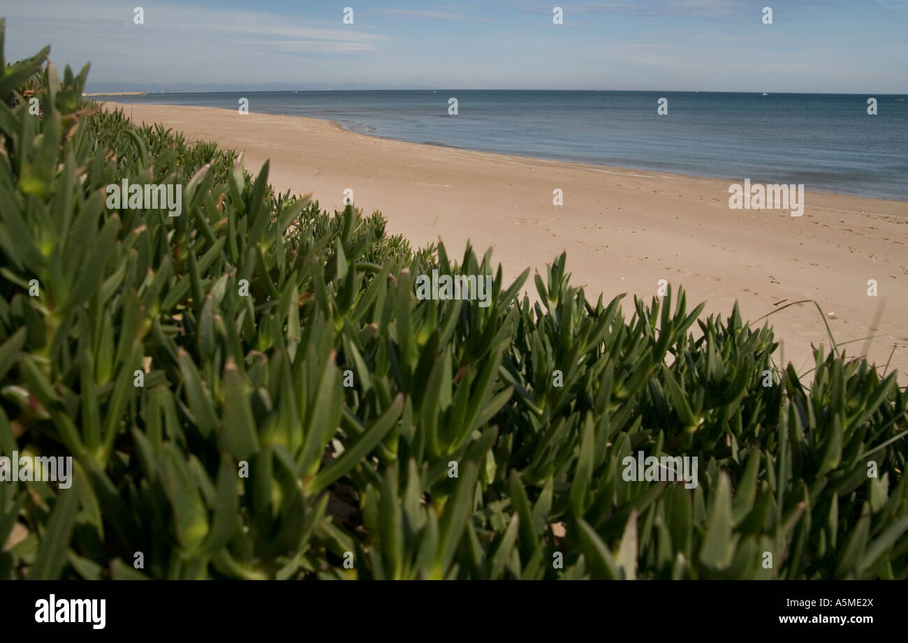 Green plant like foliage grown on the beach beside the sea Stock Photo ...
