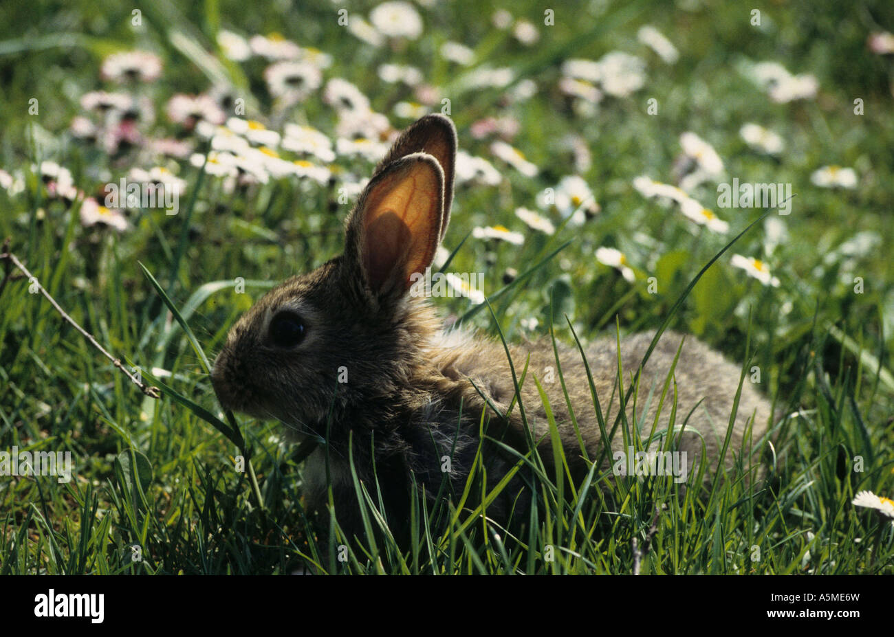 Hase tier tiere haustier haustiere hi-res stock photography and images ...