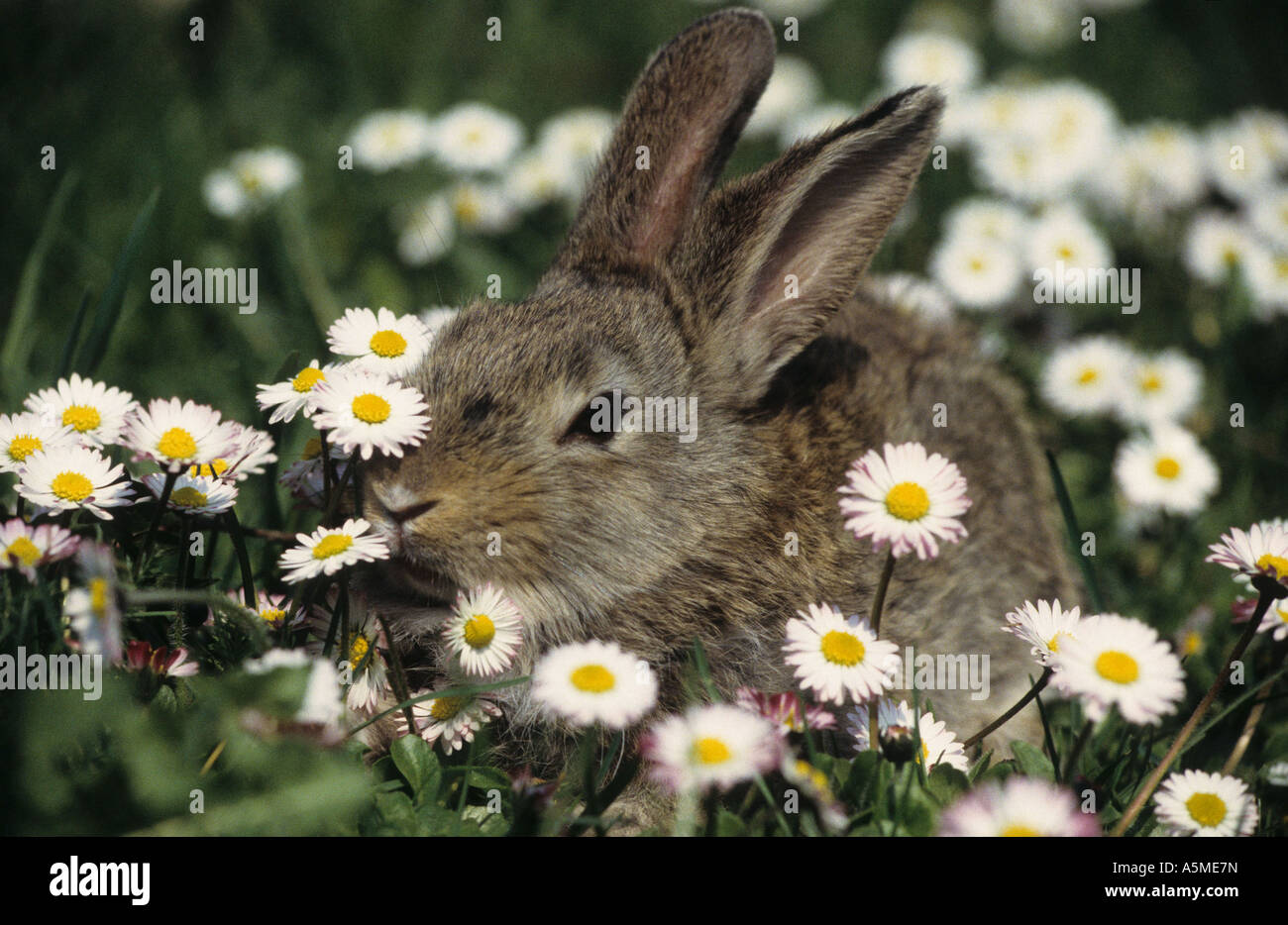 Pet animale hi-res stock photography and images - Alamy