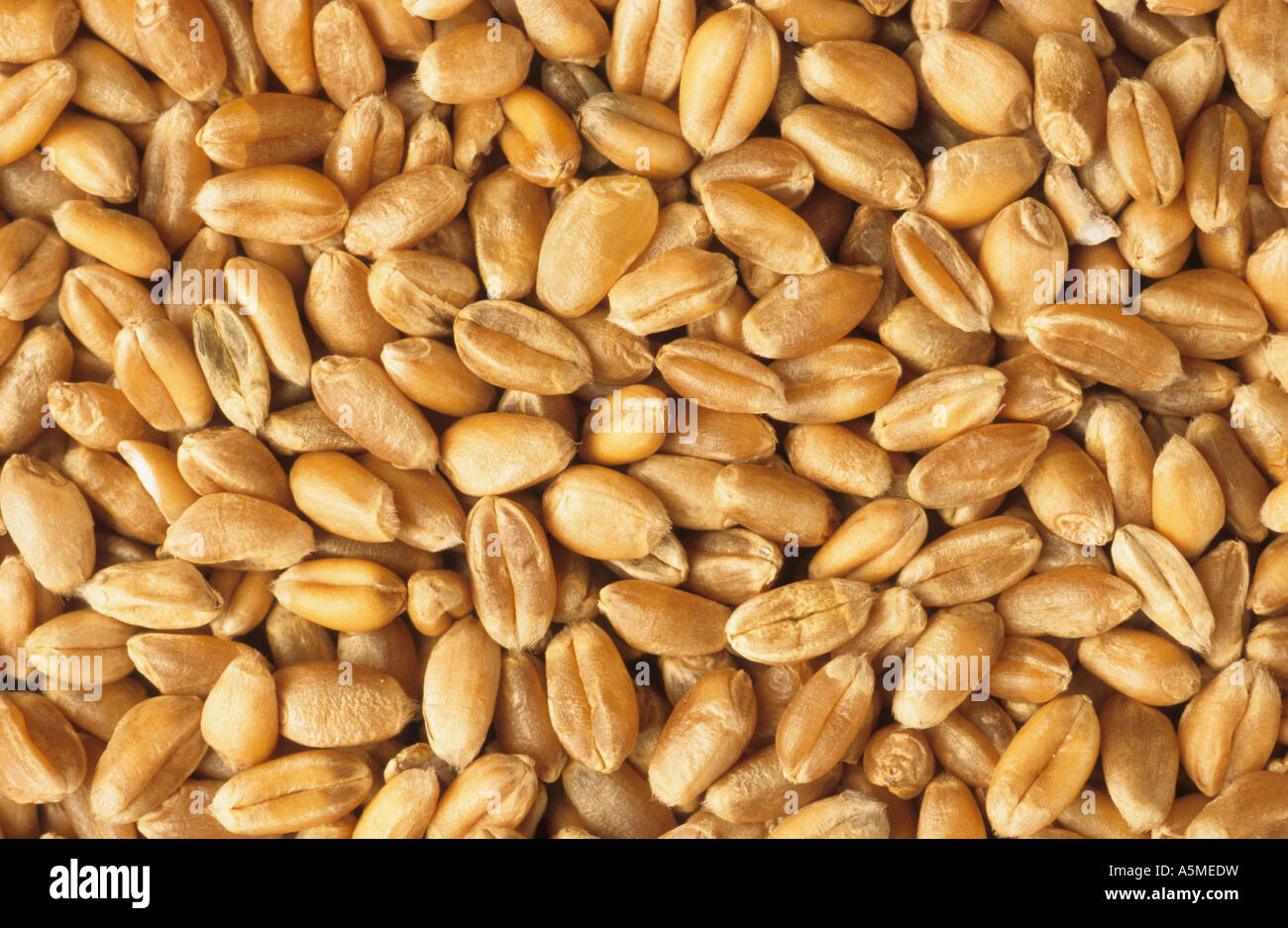 Weizen wheat triticum spp frumento WHEAT TRITICUM Lebensmittel food ...