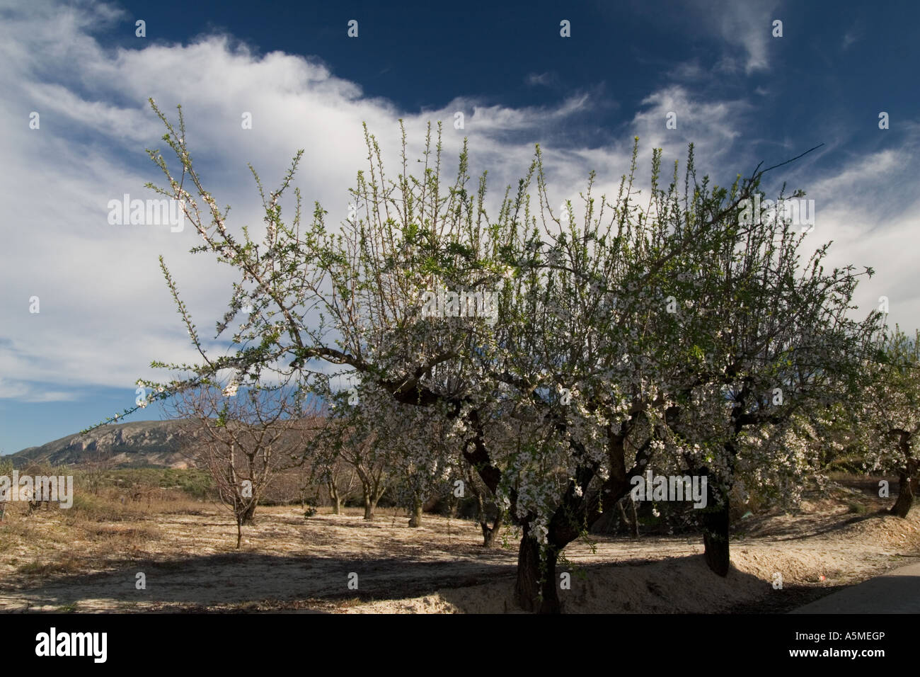 Almond tree in southern Spain set against a desert and deep blue sky ...