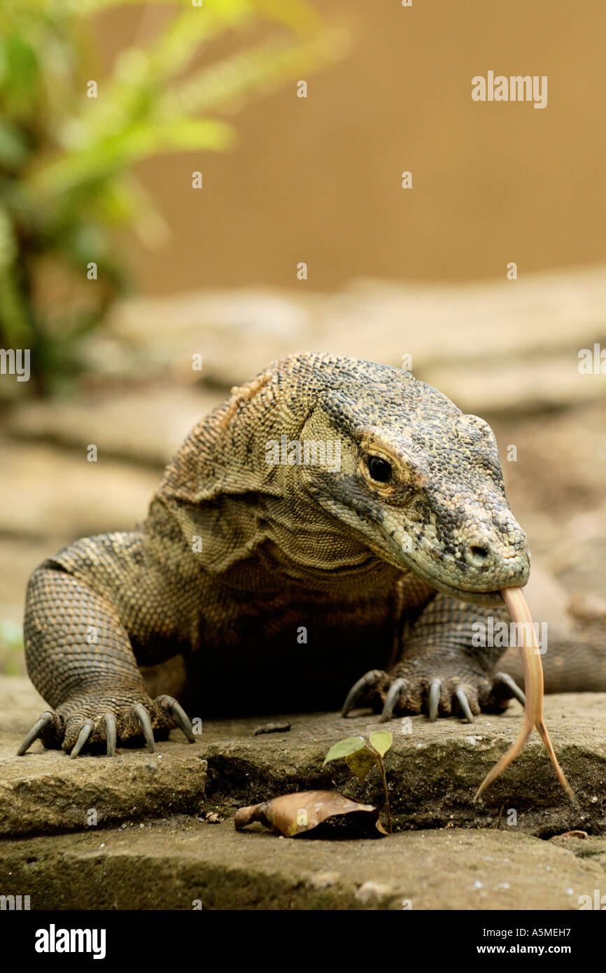 Captive komodo dragon hi-res stock photography and images - Alamy