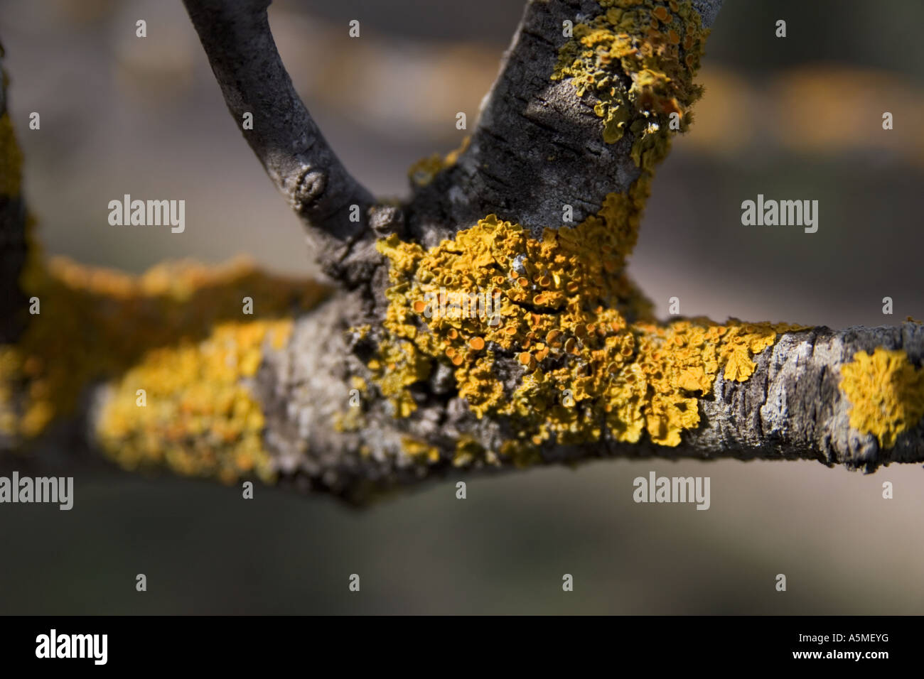Fungus growing on a dead tree branch Stock Photo - Alamy