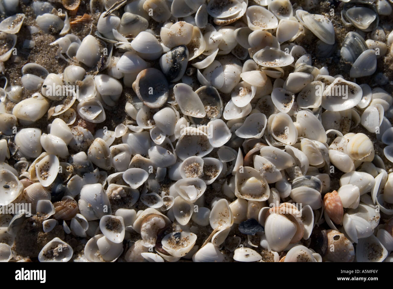 Little white shells hi-res stock photography and images - Alamy
